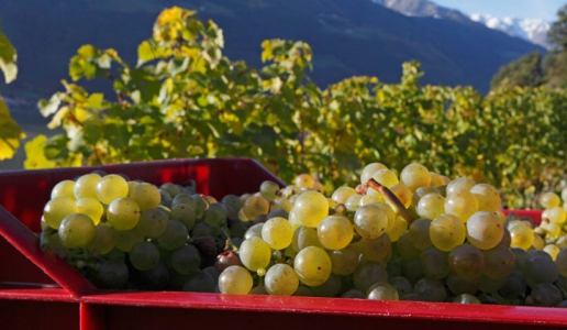 The Five Best Italian Riesling Wines | DoctorWine